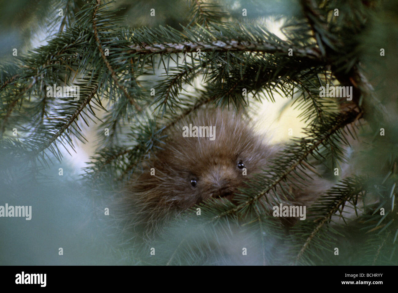 Porcupine In Tree High Resolution Stock Photography and Images - Alamy