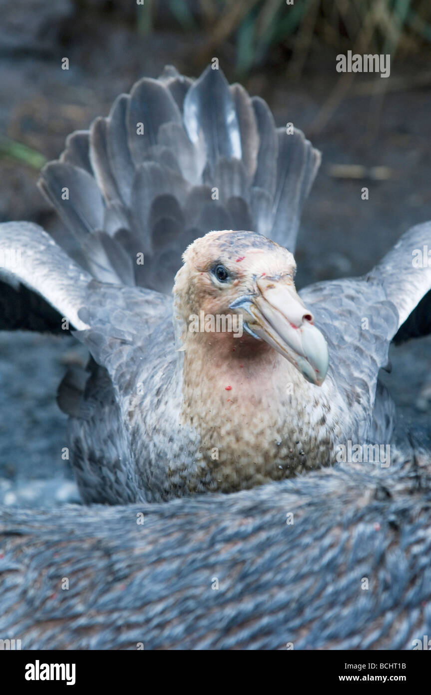Giant Petrel (Macronectes giganteus) Feeding on dead Fur Seal, Bird ...