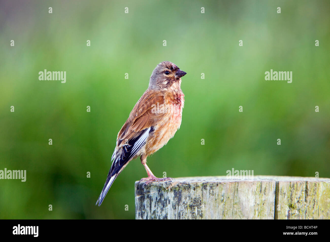 Linnet Stock Photos & Linnet Stock Images - Alamy