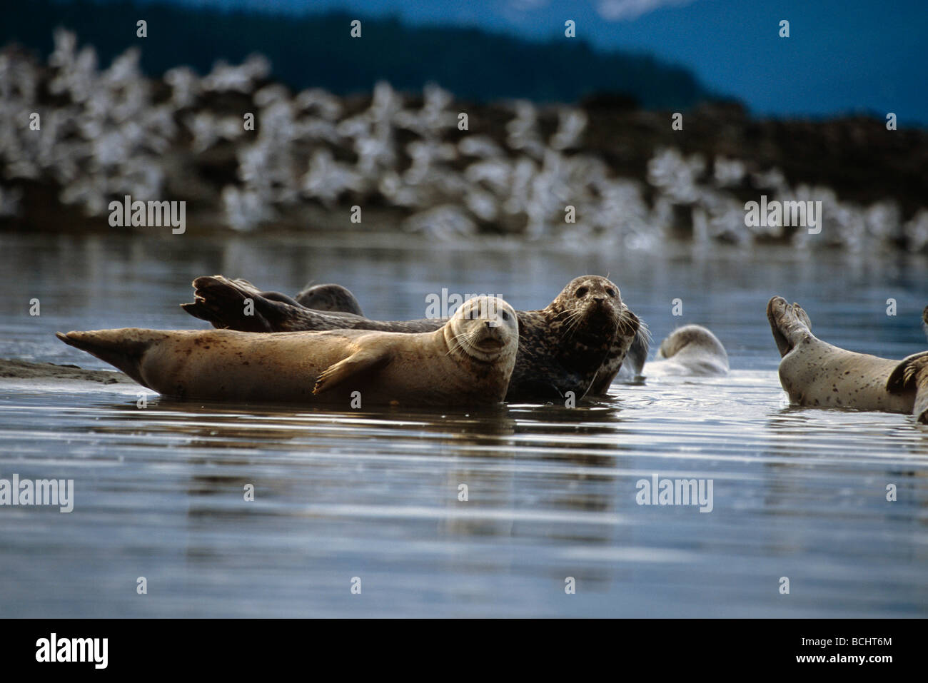 Sandbar of seals hi-res stock photography and images - Alamy