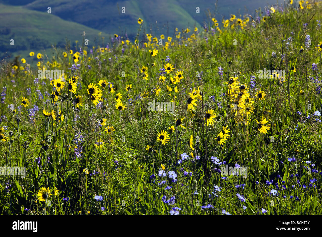 Aspen sunflower flower hi-res stock photography and images - Alamy