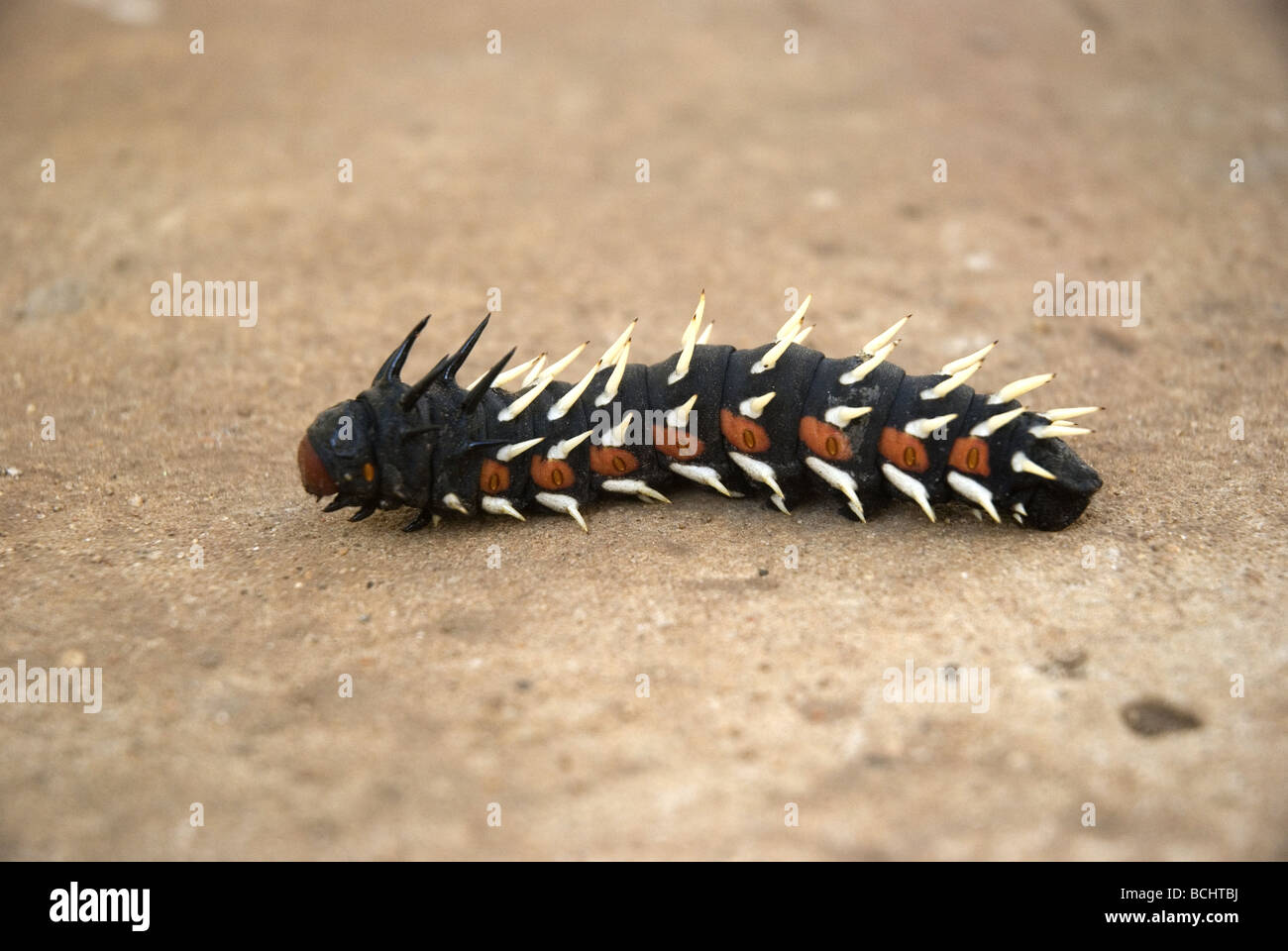 Caterpliier hi-res stock photography and images - Alamy