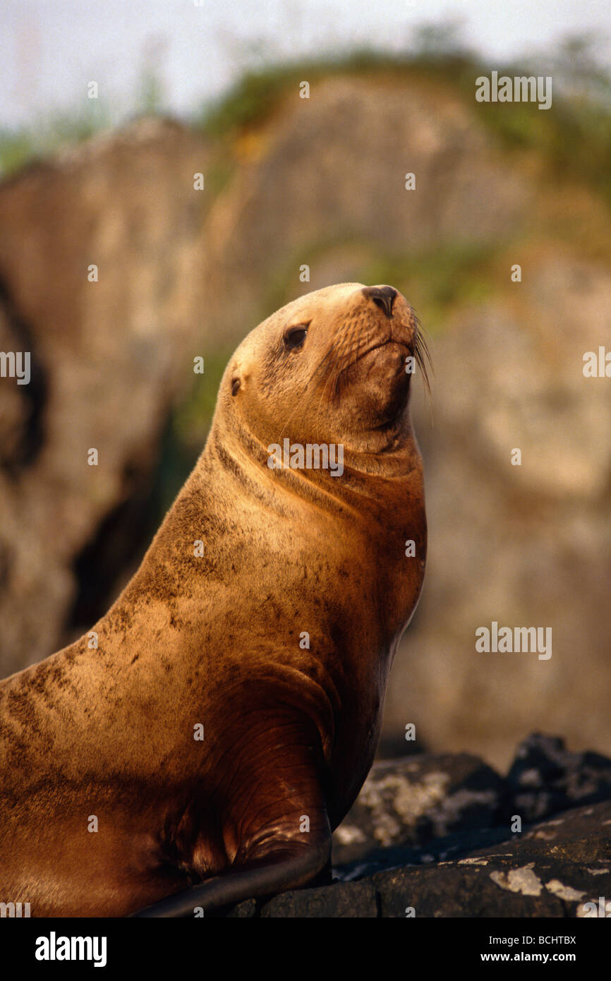 Steller Sea Lion on Rock Portrait Jack Bay SC AK Summer Stock Photo - Alamy