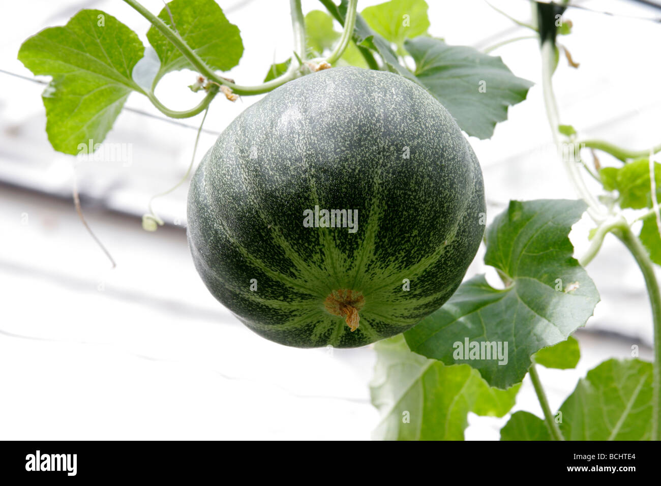 Melon Ogen, growing in green house Stock Photo - Alamy