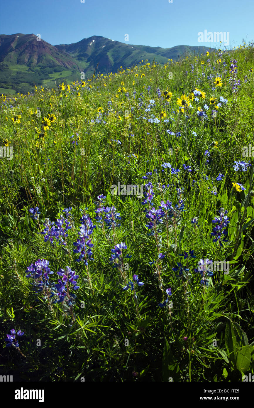 Family linaceae hi-res stock photography and images - Alamy