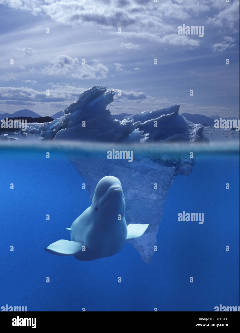Beluga Whale Swimming