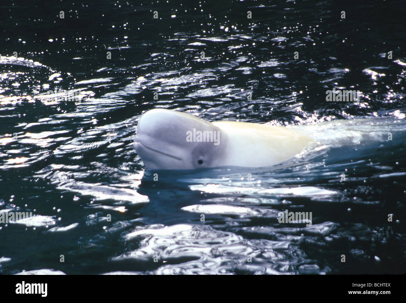 Beluga Whale Swimming on Surface of Water Captive/nRussian Aquarium ...