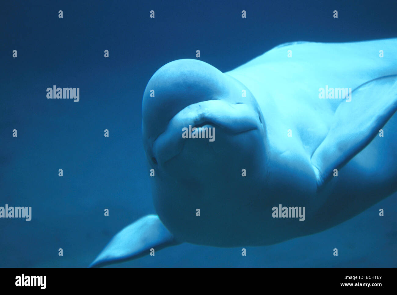 Beluga Whale Swimming Underwater/nTacoma's Point Defiance Zoo Stock ...