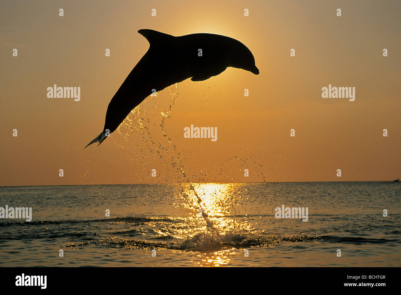 Bottle Nose Dolphin Jumping @ Sunset Roatan Honduras Summer Backlit ...
