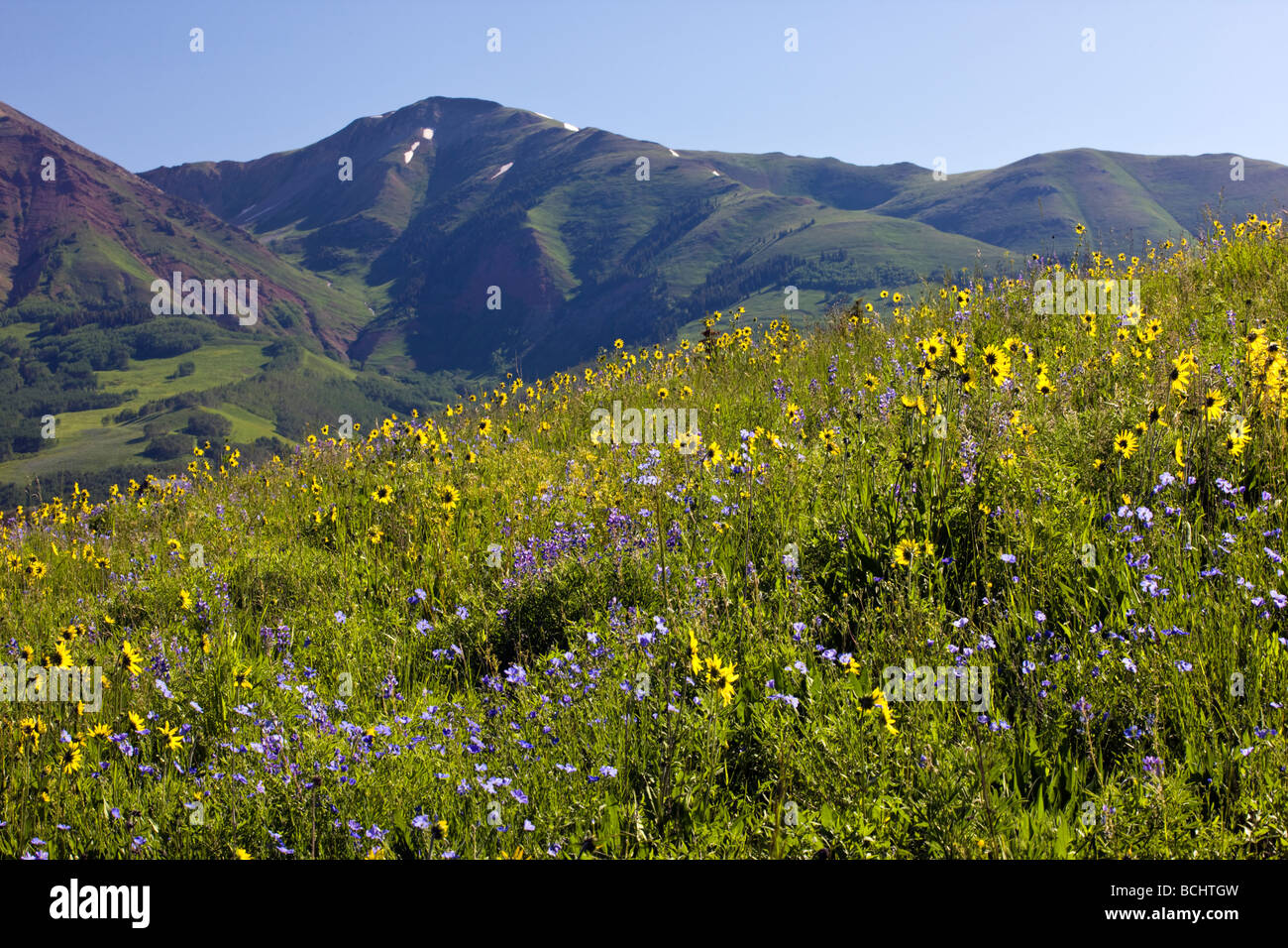 Split rail fence & wildflowers including Mule Ears Sunflower family ...