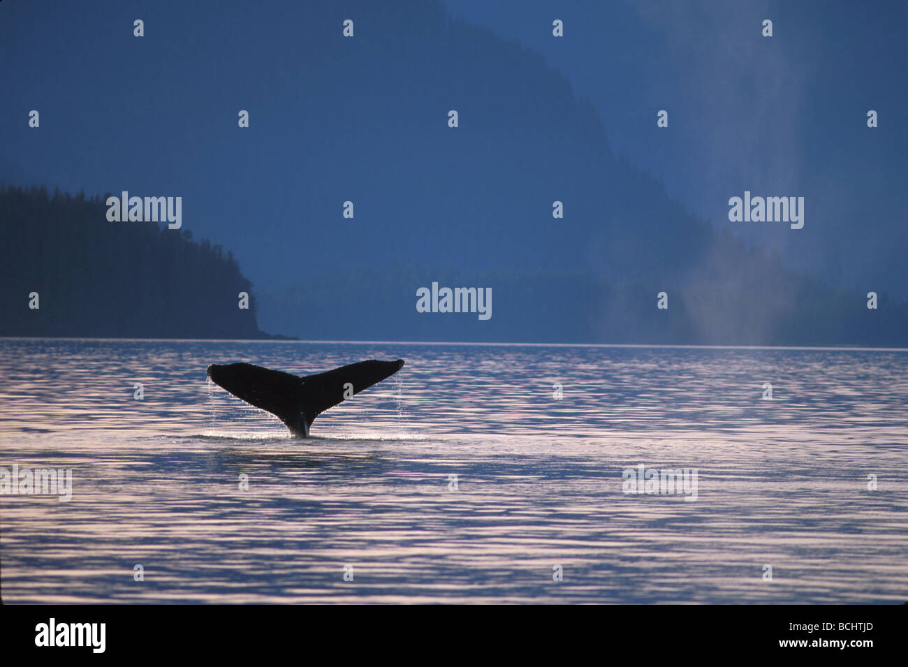 Pybus hi-res stock photography and images - Alamy