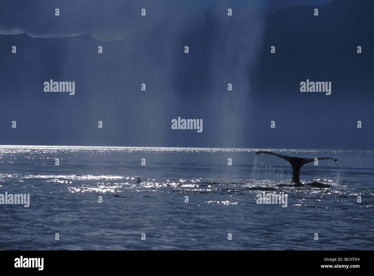 AK Southeast Humpback Whale Tail Stephens Passage Summer Scenic Inside ...