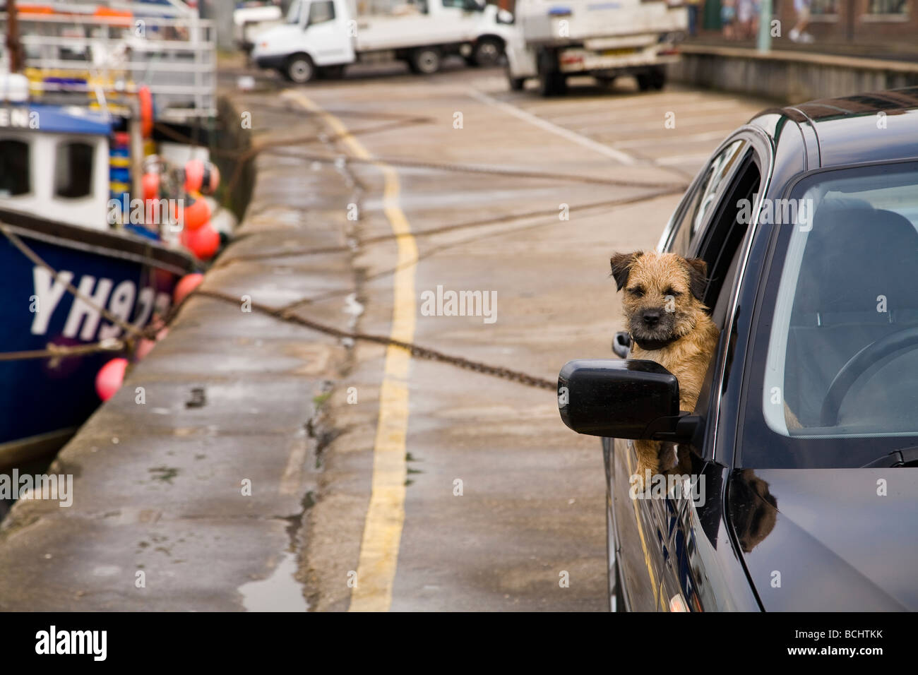 Dog driving car humour hi-res stock photography and images - Alamy