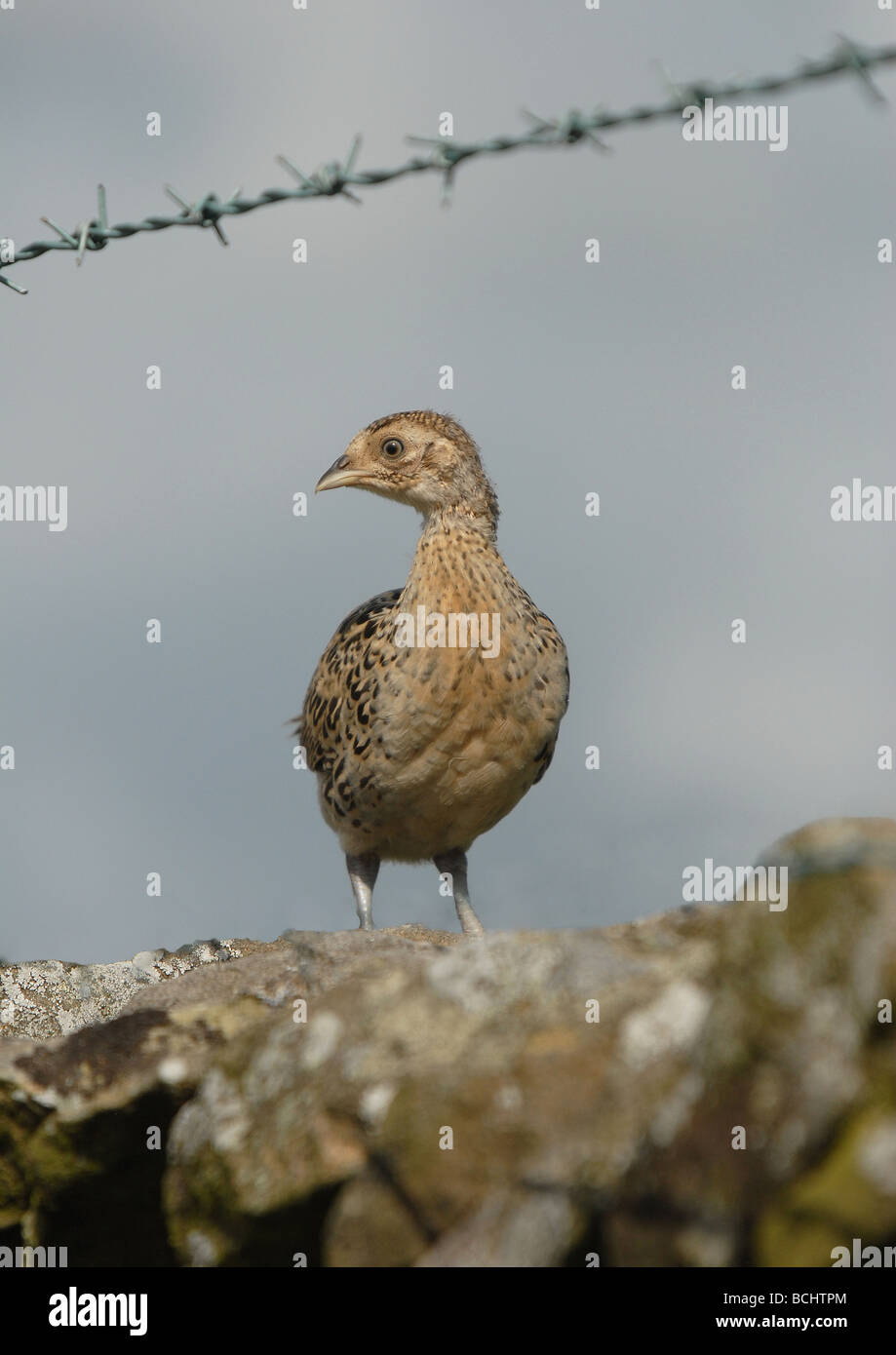 Young pheasant hi-res stock photography and images - Alamy