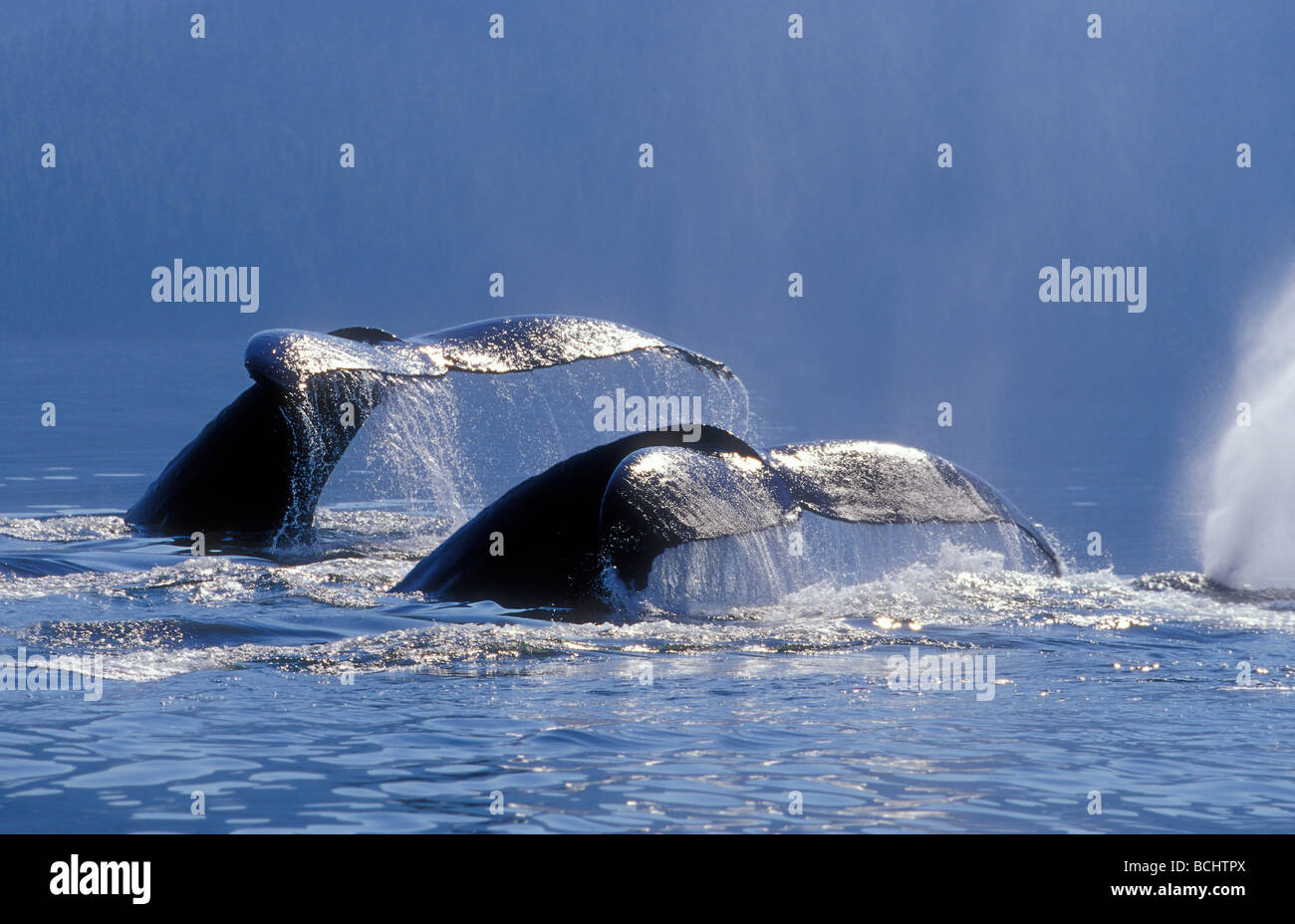 Humpback Whales Sounding Windham Bay SE Alaska Summer Stephens Passage ...
