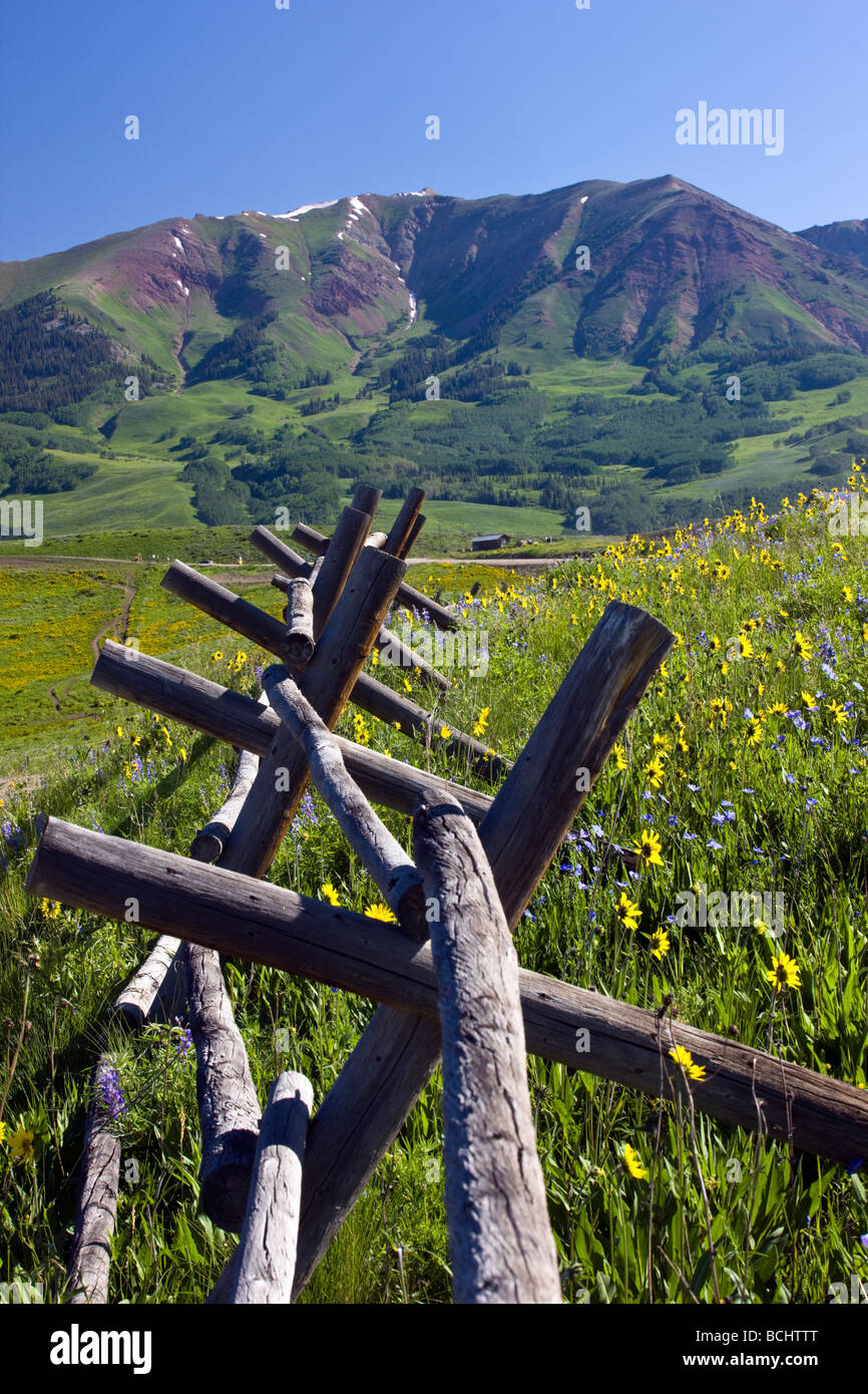 A fence lines a pasture full of wildflowers including Mule Ears, Lupine ...