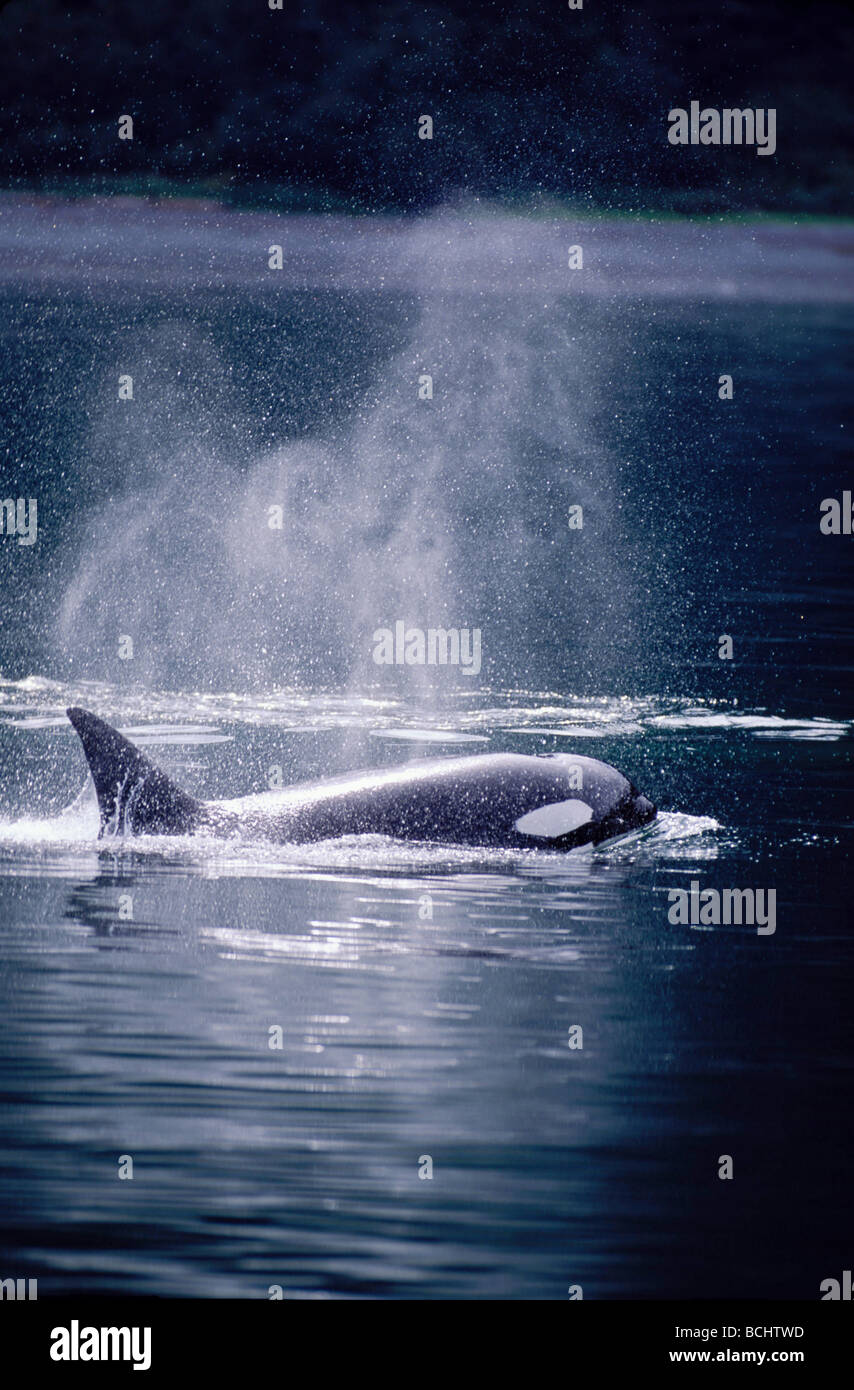Gray whale surfacing hi-res stock photography and images - Alamy
