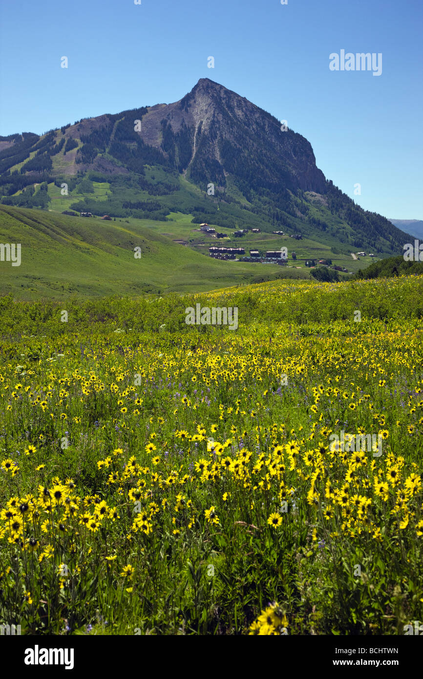 View from Snodgrass Mountain of wildflowers including Mule Ears ...