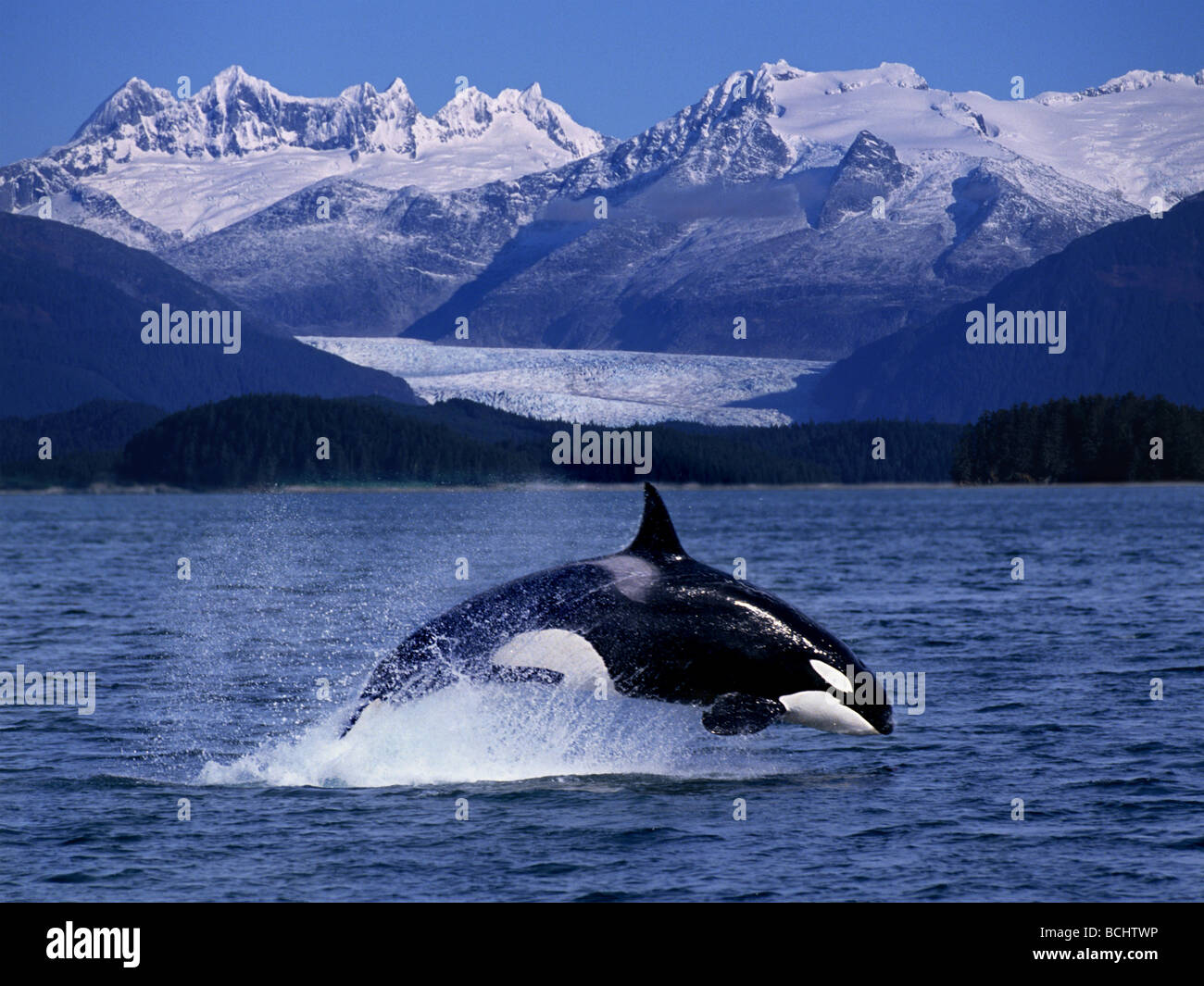 Killer whale jumping splashing hi-res stock photography and images - Alamy