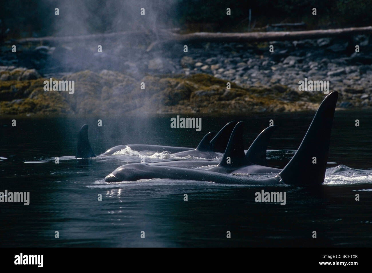 Killer whale spouting hi-res stock photography and images - Alamy