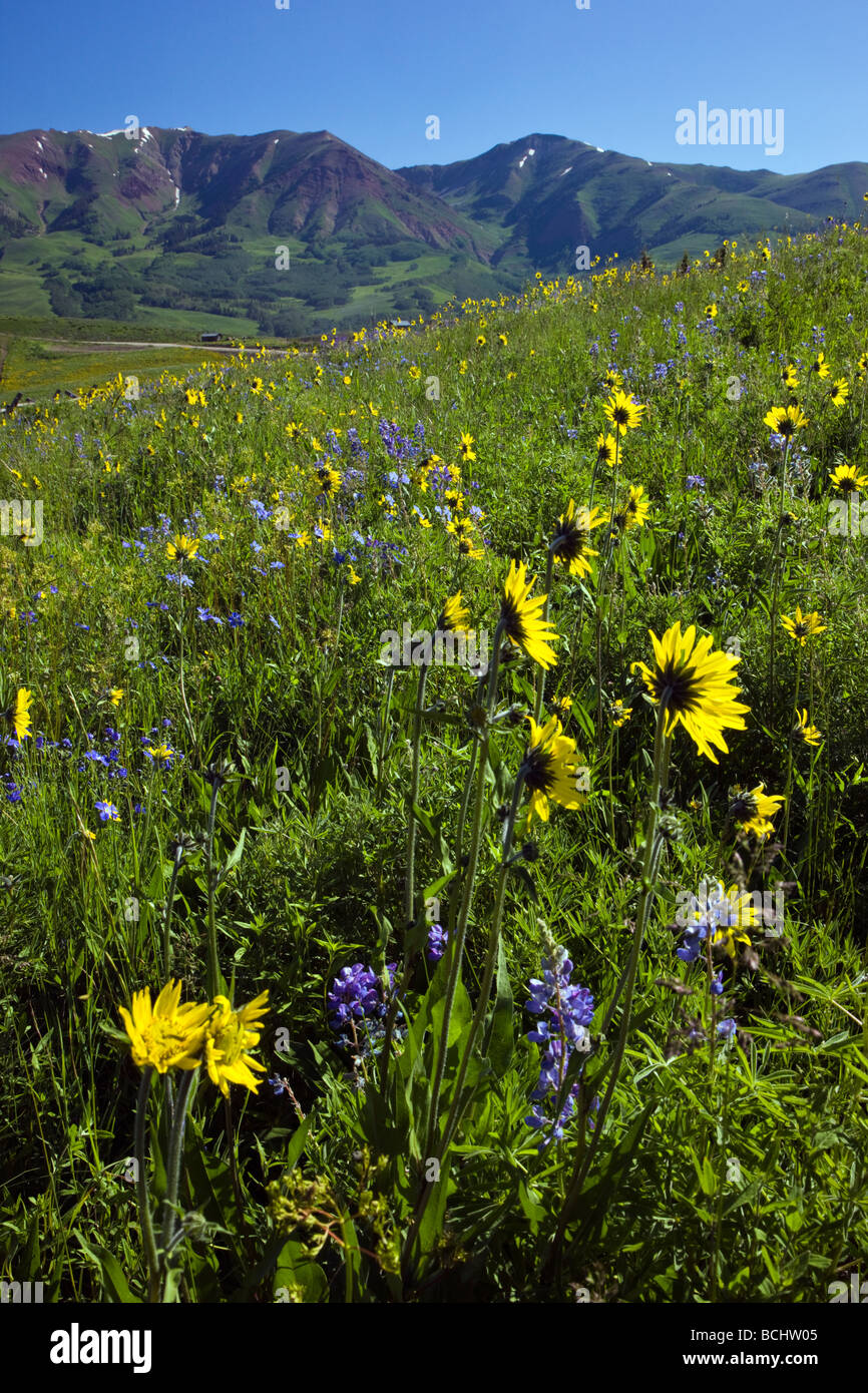 Family linaceae hi-res stock photography and images - Alamy