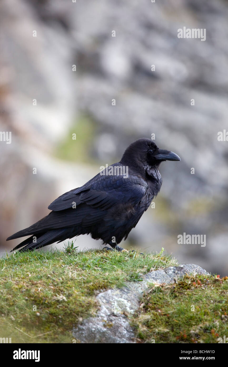 raven Corvus corax cornwall Stock Photo - Alamy