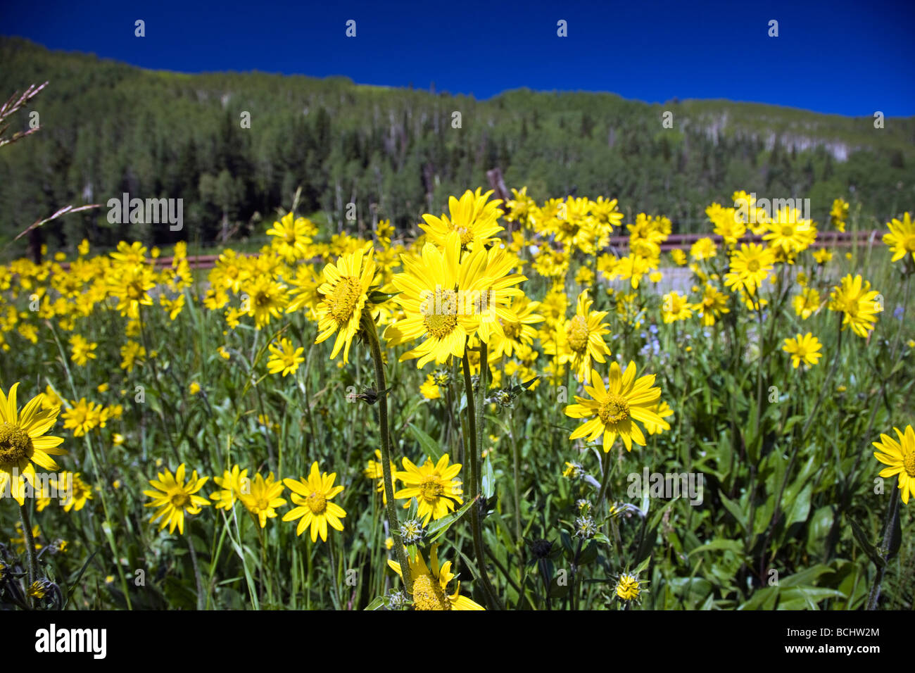 Mules Ear Aspen Sunflowers below Snodgrass Mountain near Washington ...