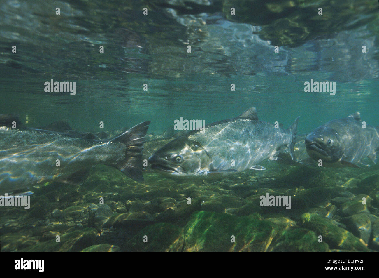 Coho / Silver Salmon Buskin River Southwest Alaska underwater view ...
