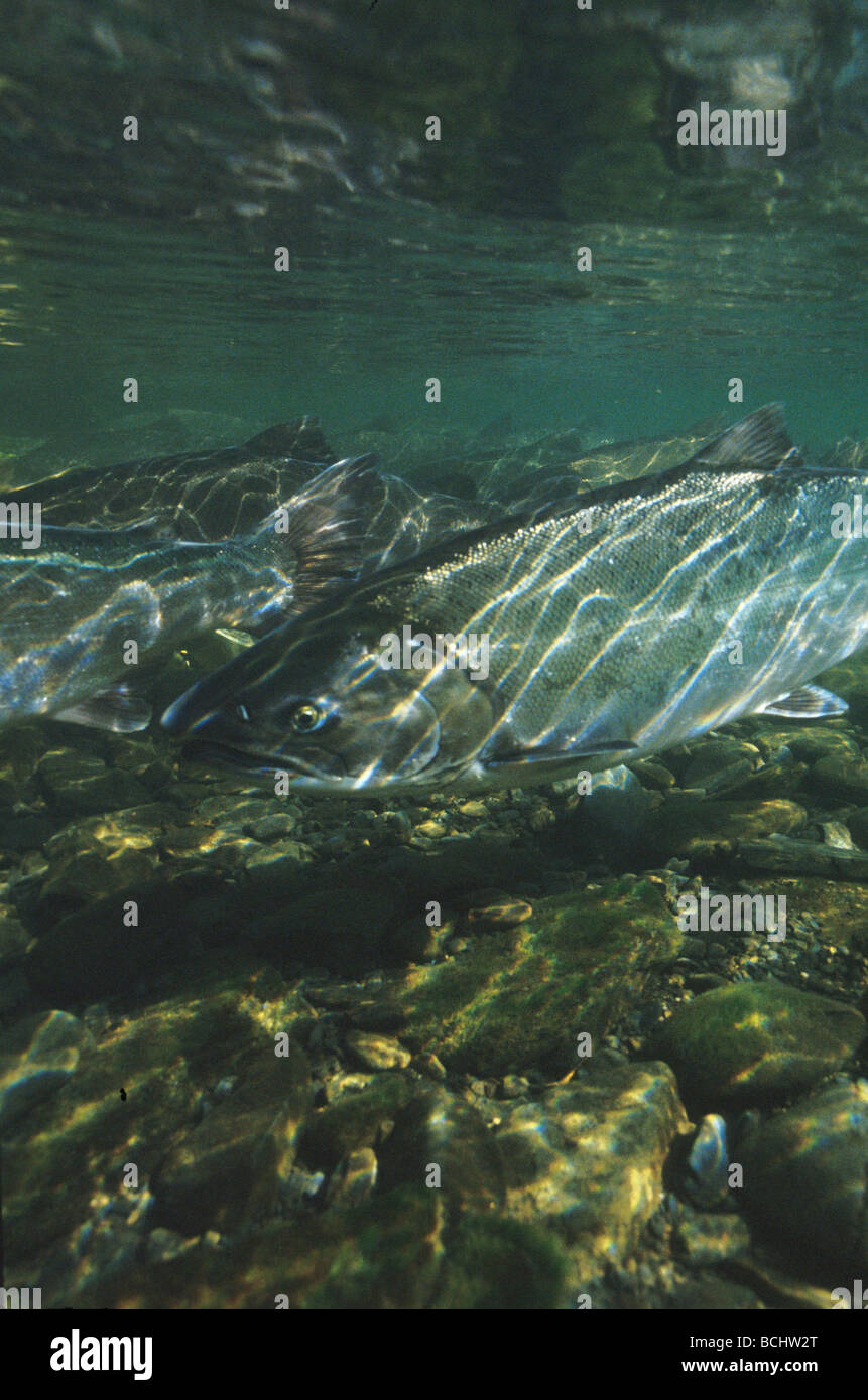 Coho / Silver Salmon Buskin River Southwest Alaska underwater view ...