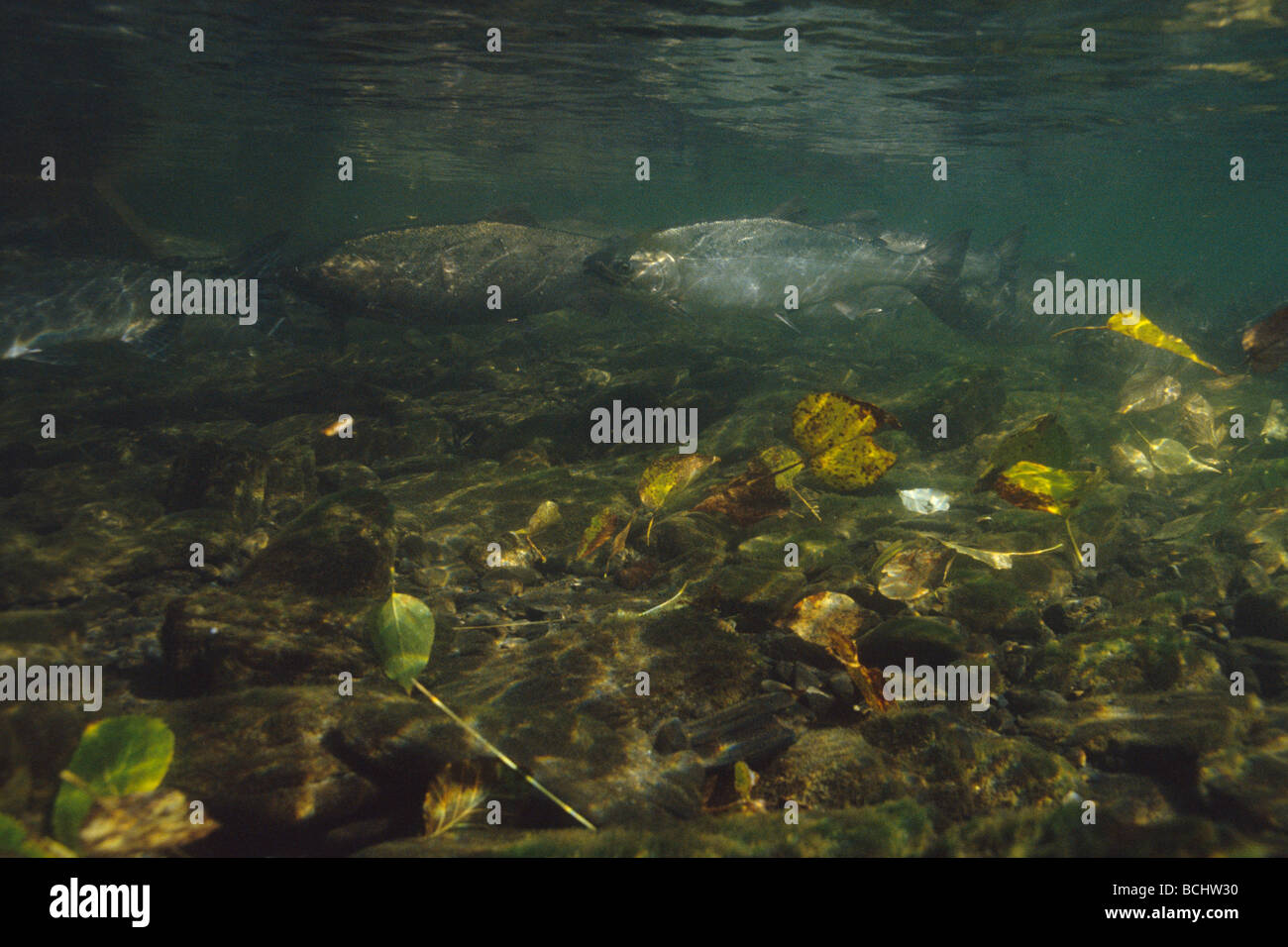 Coho / Silver Salmon Buskin River Southwest Alaska underwater view ...