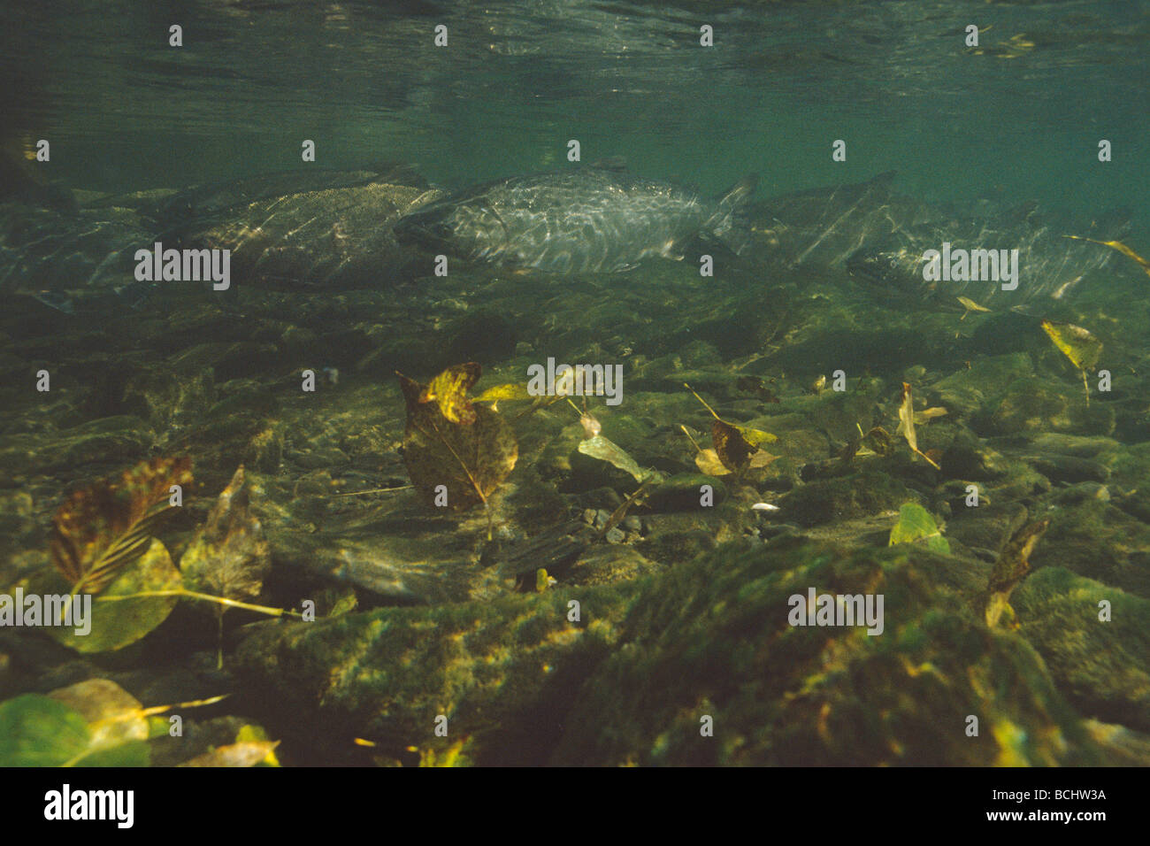 Coho / Silver Salmon Buskin River Southwest Alaska underwater view ...