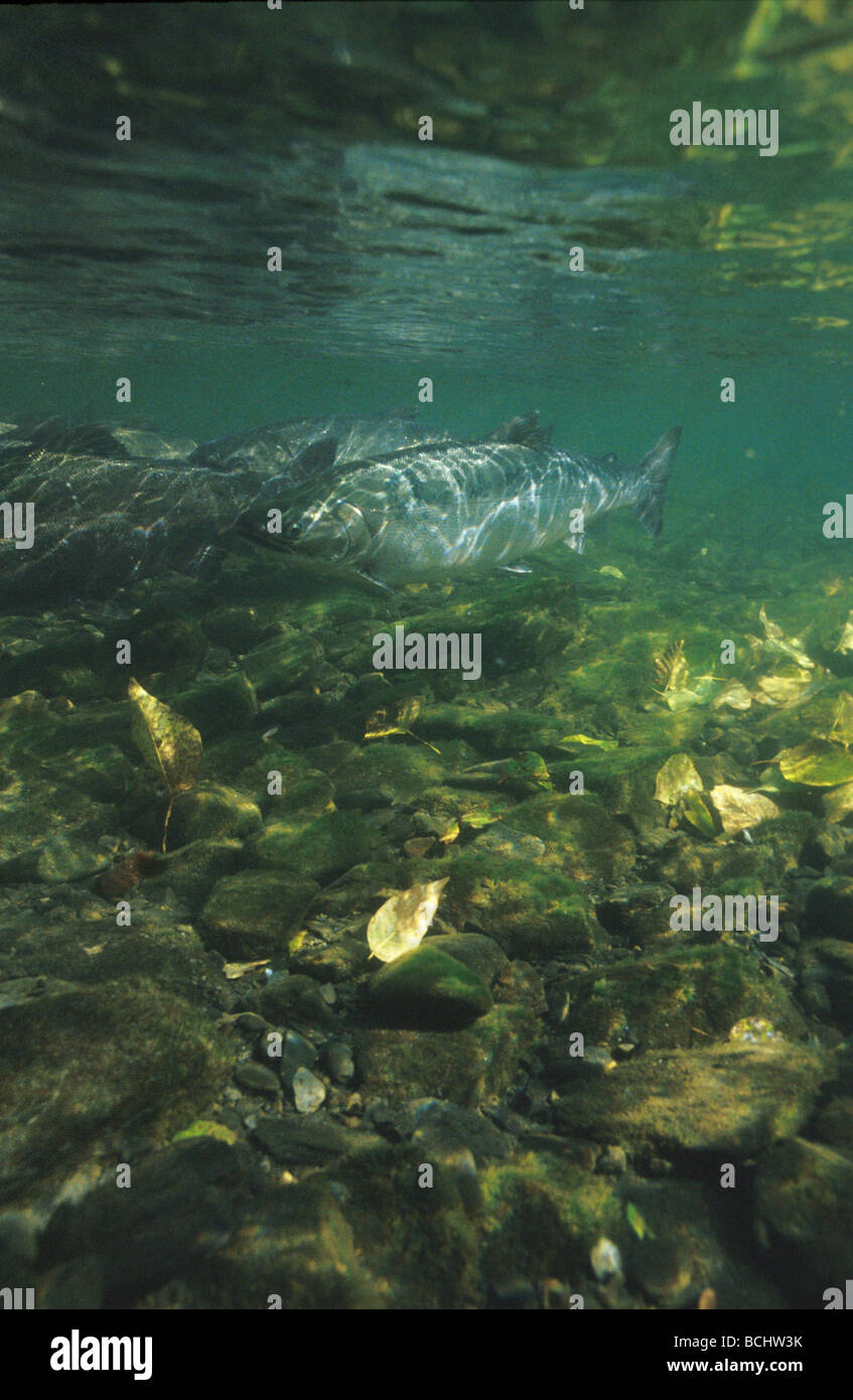 Coho / Silver Salmon Buskin River Southwest Alaska underwater view ...