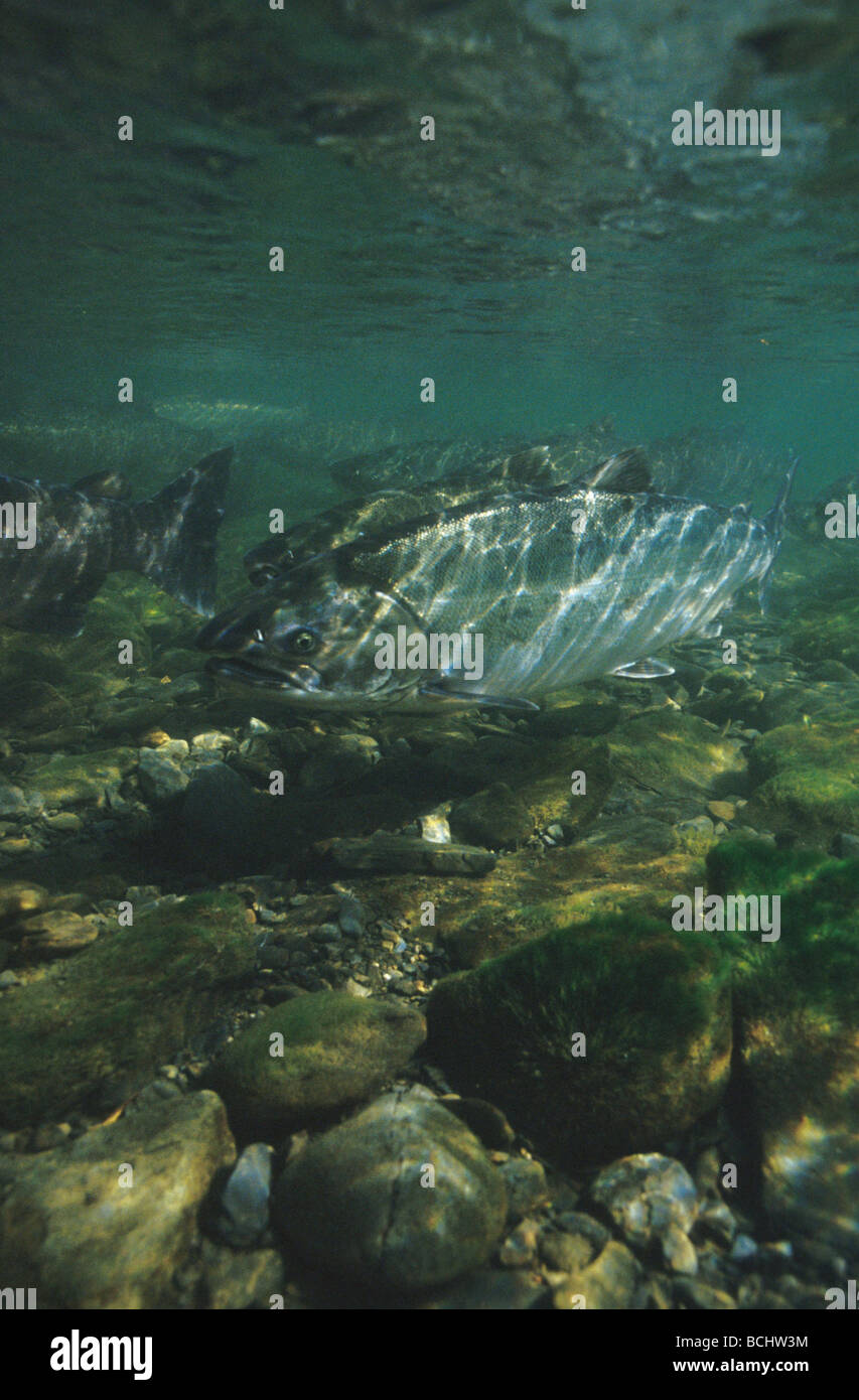 Coho / Silver Salmon Buskin River Southwest Alaska underwater view ...