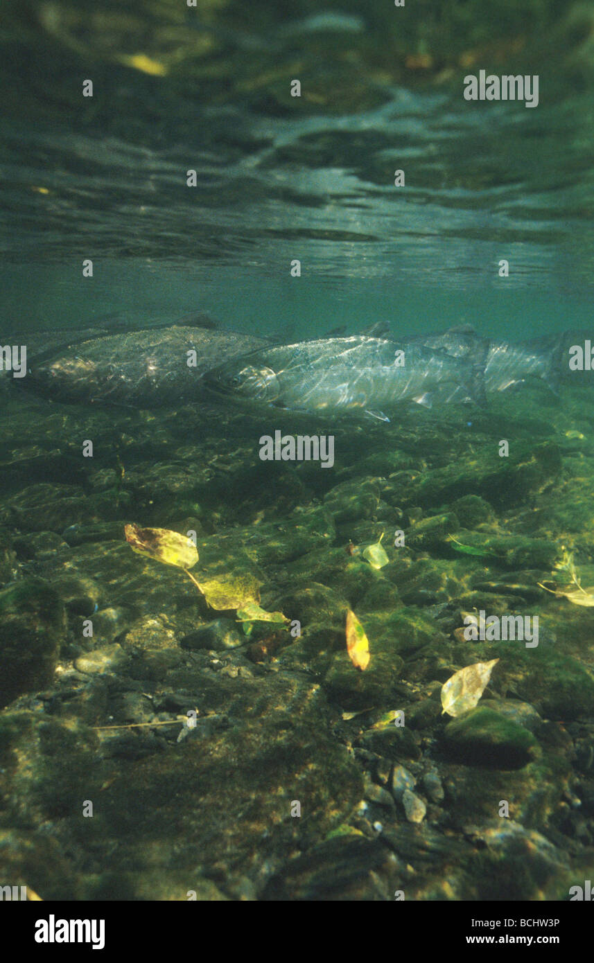 Coho / Silver Salmon Buskin River Southwest Alaska underwater view ...