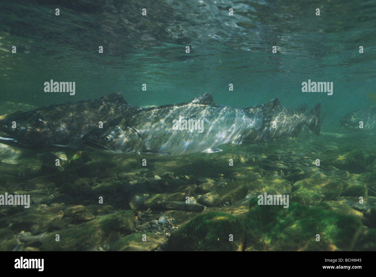 Coho / Silver Salmon Buskin River Southwest Alaska underwater view ...