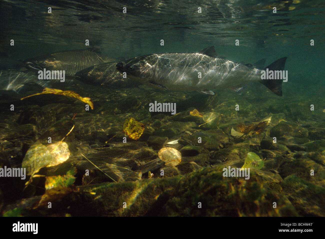 Coho / Silver Salmon Buskin River Southwest Alaska underwater view ...