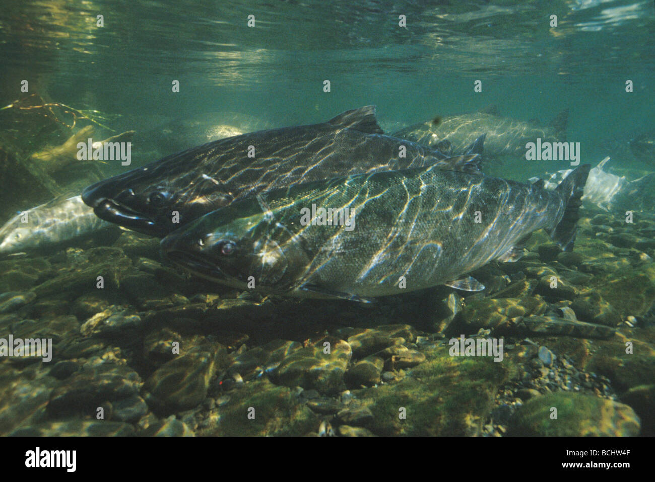 Coho / Silver Salmon Buskin River Southwest Alaska underwater view ...