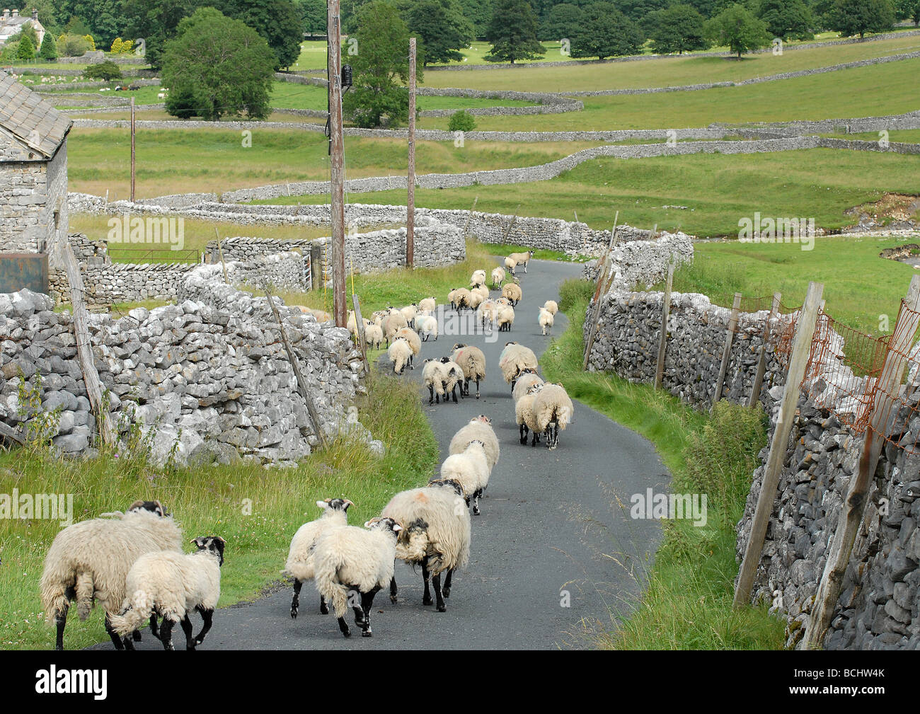 Sheep gate hi-res stock photography and images - Alamy