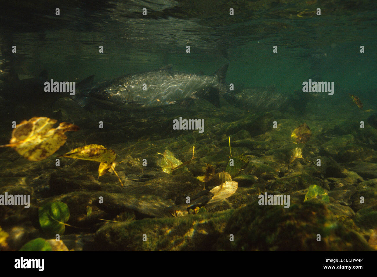 Coho / Silver Salmon Buskin River Southwest Alaska underwater view ...