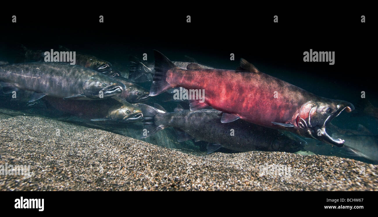 Underwater view of a dominant male Coho salmon *mouth gaping* in Power ...