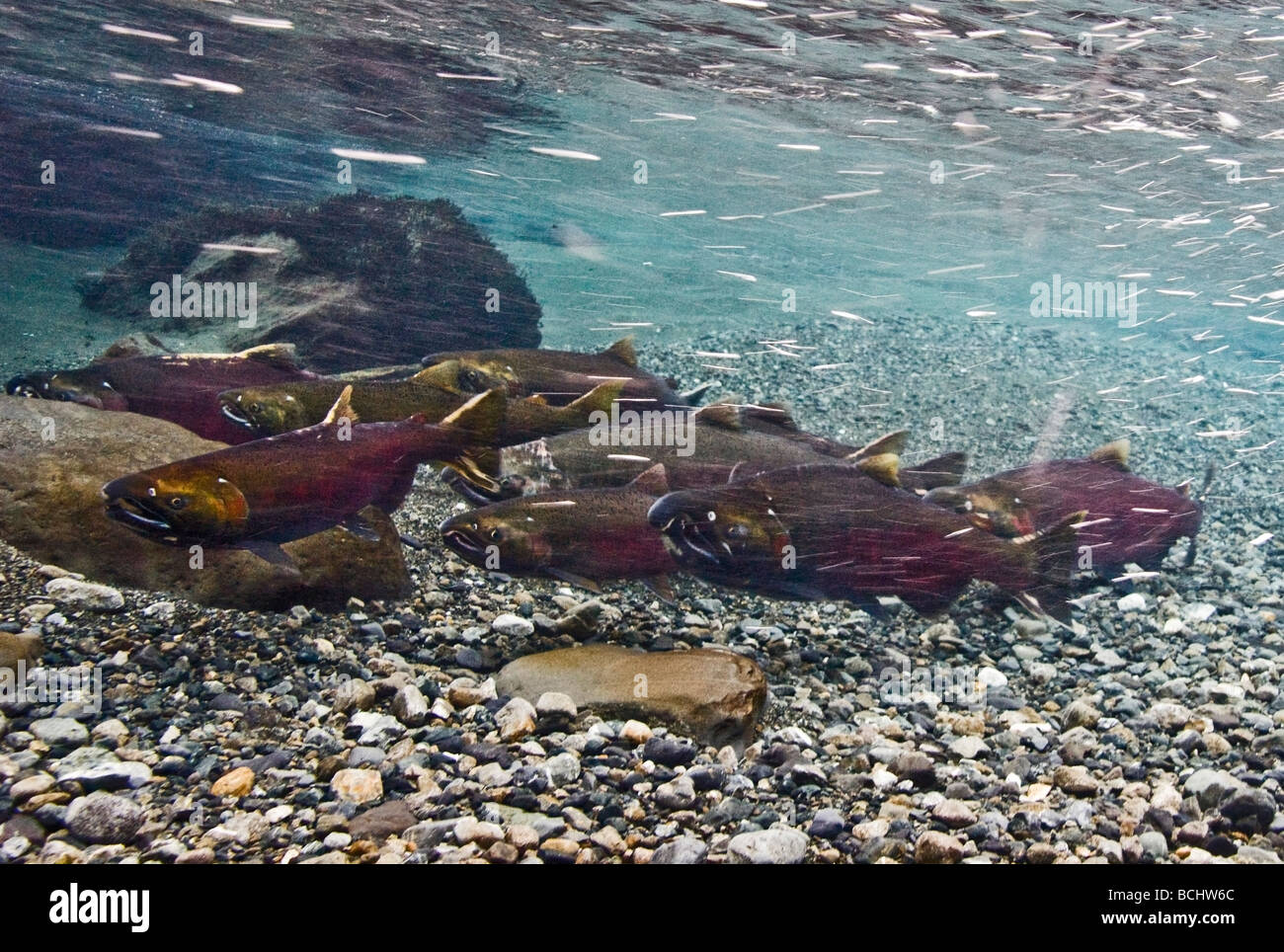 Underwater view of Coho salmon migrating to spawning grounds, Power ...