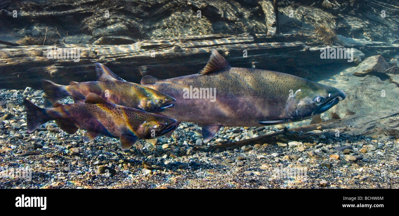 Underwater view of Coho salmon migrating to spawning grounds, Power ...