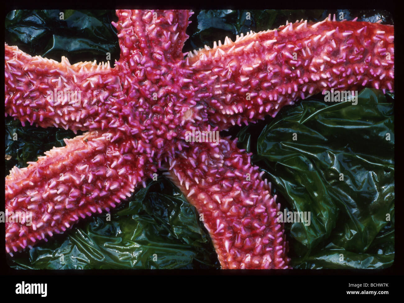 Purple Starfish Close Up Southeast Alaska Summer Stock Photo - Alamy