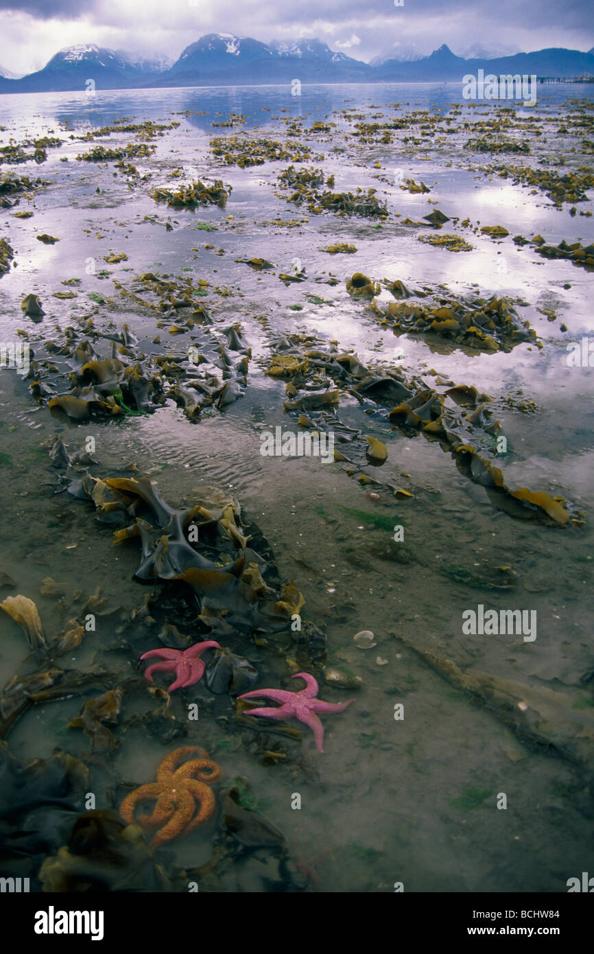 Starfish low tide alaska hi-res stock photography and images - Alamy