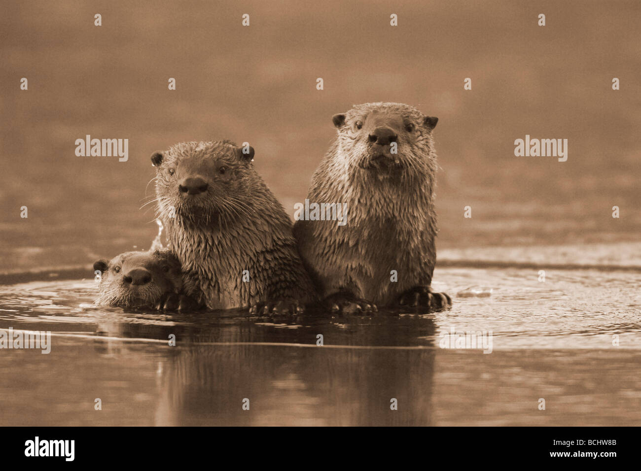 River Otter Alaska Stock Photos & River Otter Alaska Stock Images - Alamy