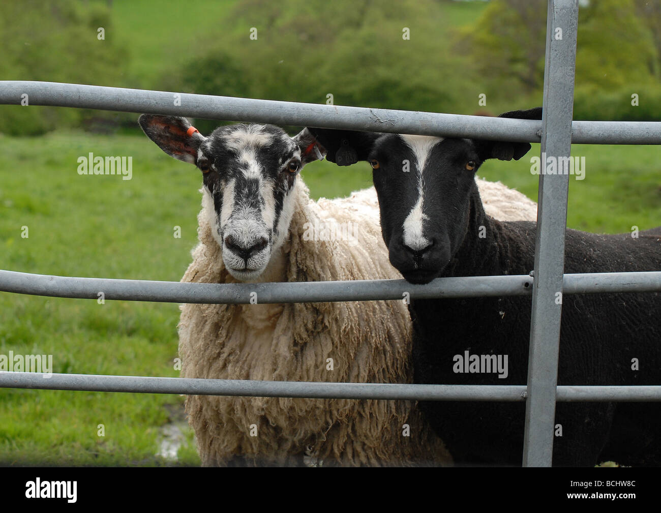 TWO SHEEP ONE WHITE ONE BLACK LOOKING THROUGH GATE Stock Photo - Alamy