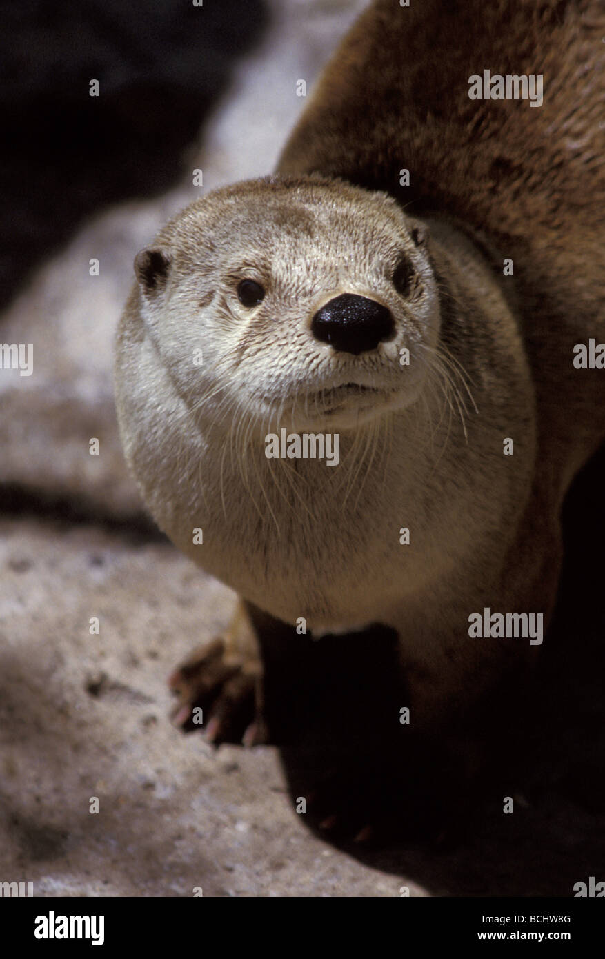 River otter alaska hi-res stock photography and images - Alamy