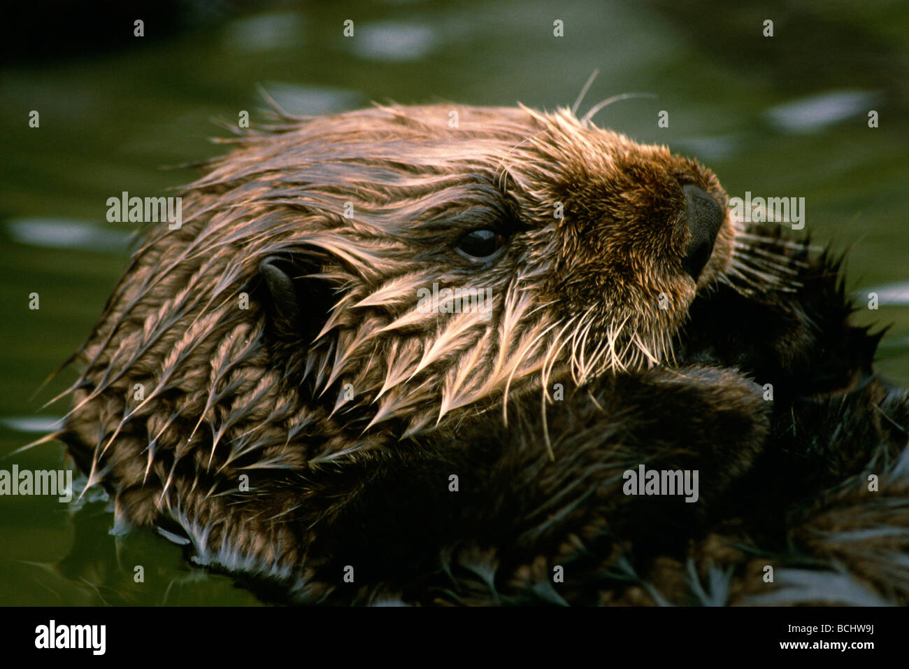 Sea otter profile hi-res stock photography and images - Alamy