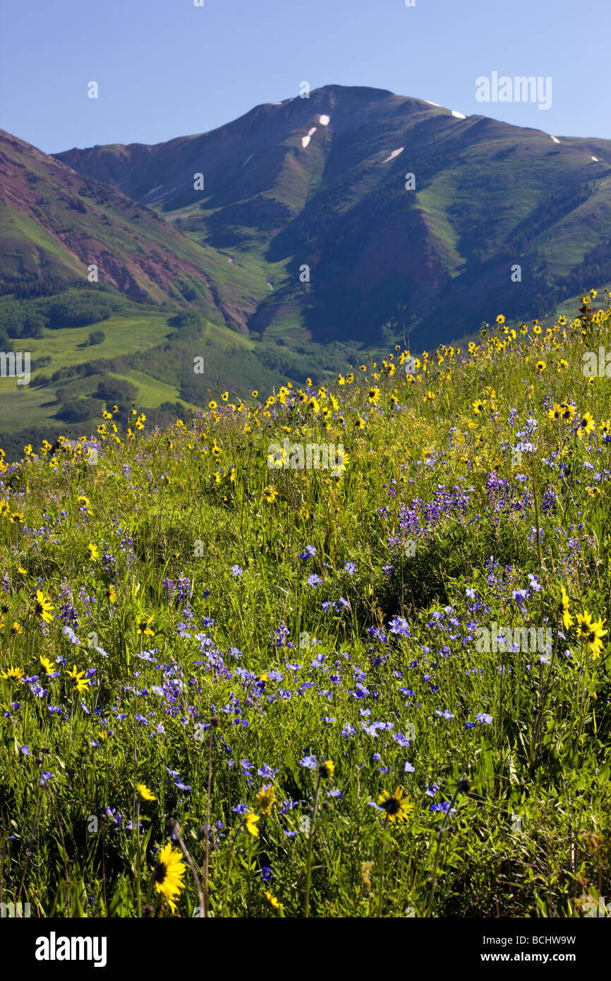 asture full of wildflowers including Mule Ears Sunflower family Lupine ...