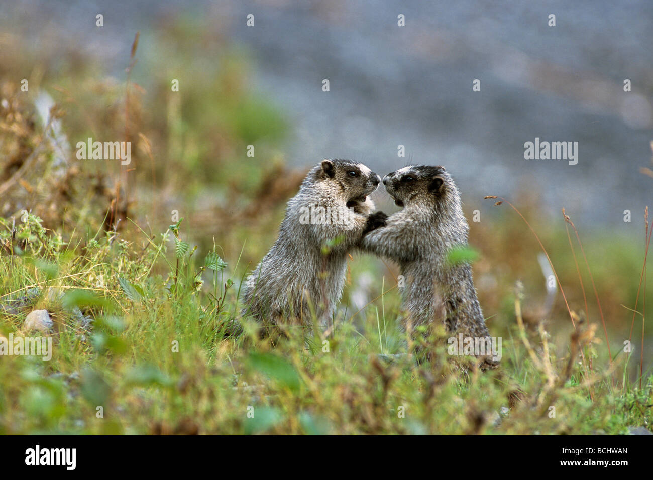 Two Marmots Tussling on Hillside Portage SC AK Summer Stock Photo - Alamy